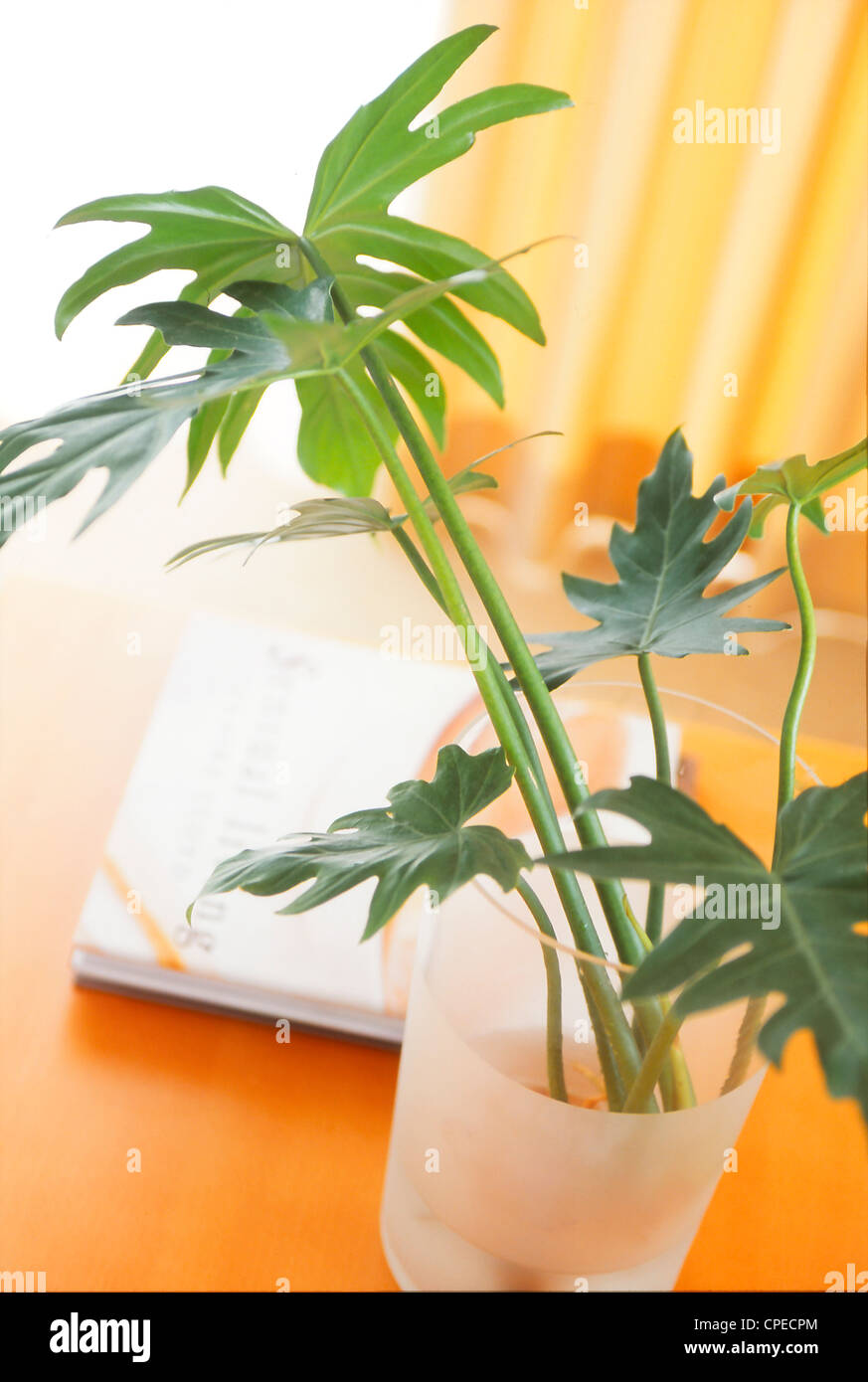 Large Leaf Plant In Pot Stock Photo - Alamy