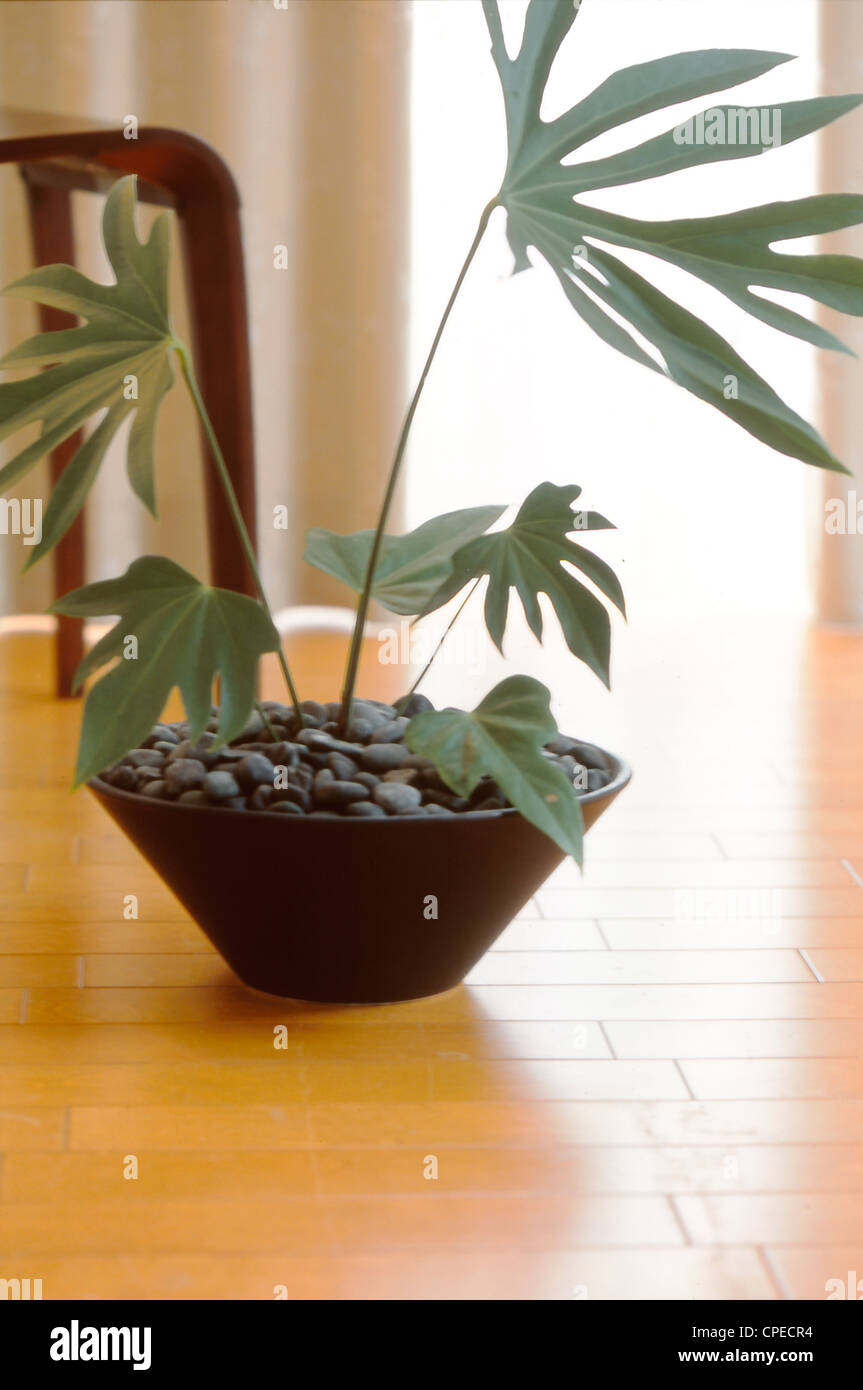 Plant In Bowl Shaped Pot Covered With Pebbles Stock Photo - Alamy