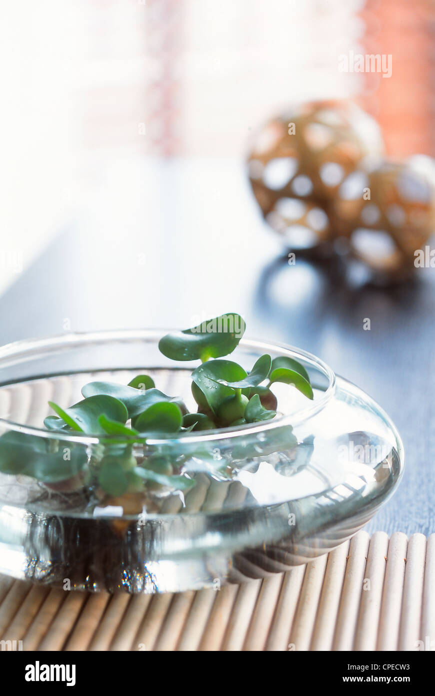 Glass art bowl hi-res stock photography and images - Alamy