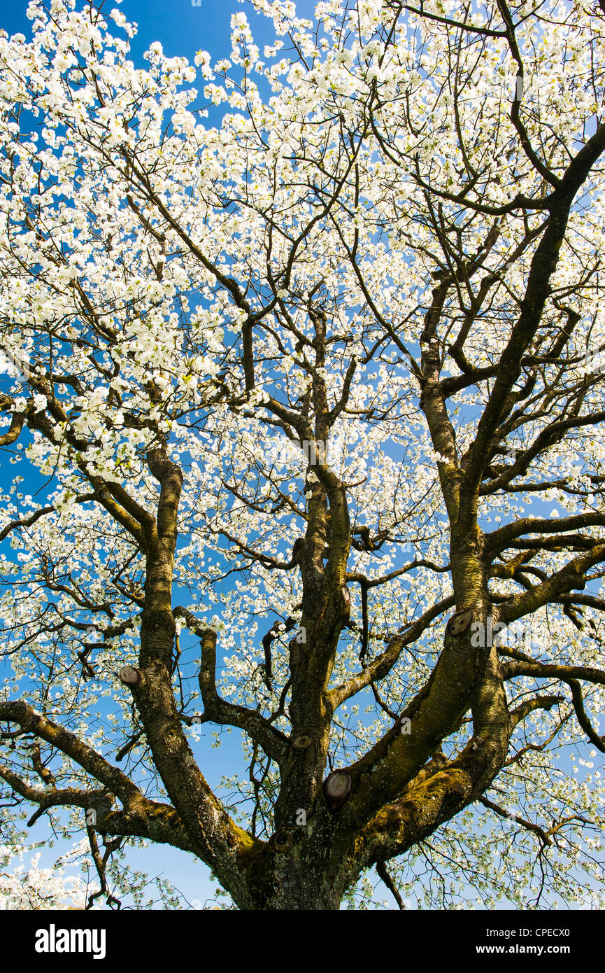 Blossoming tree crown in spring Stock Photo - Alamy