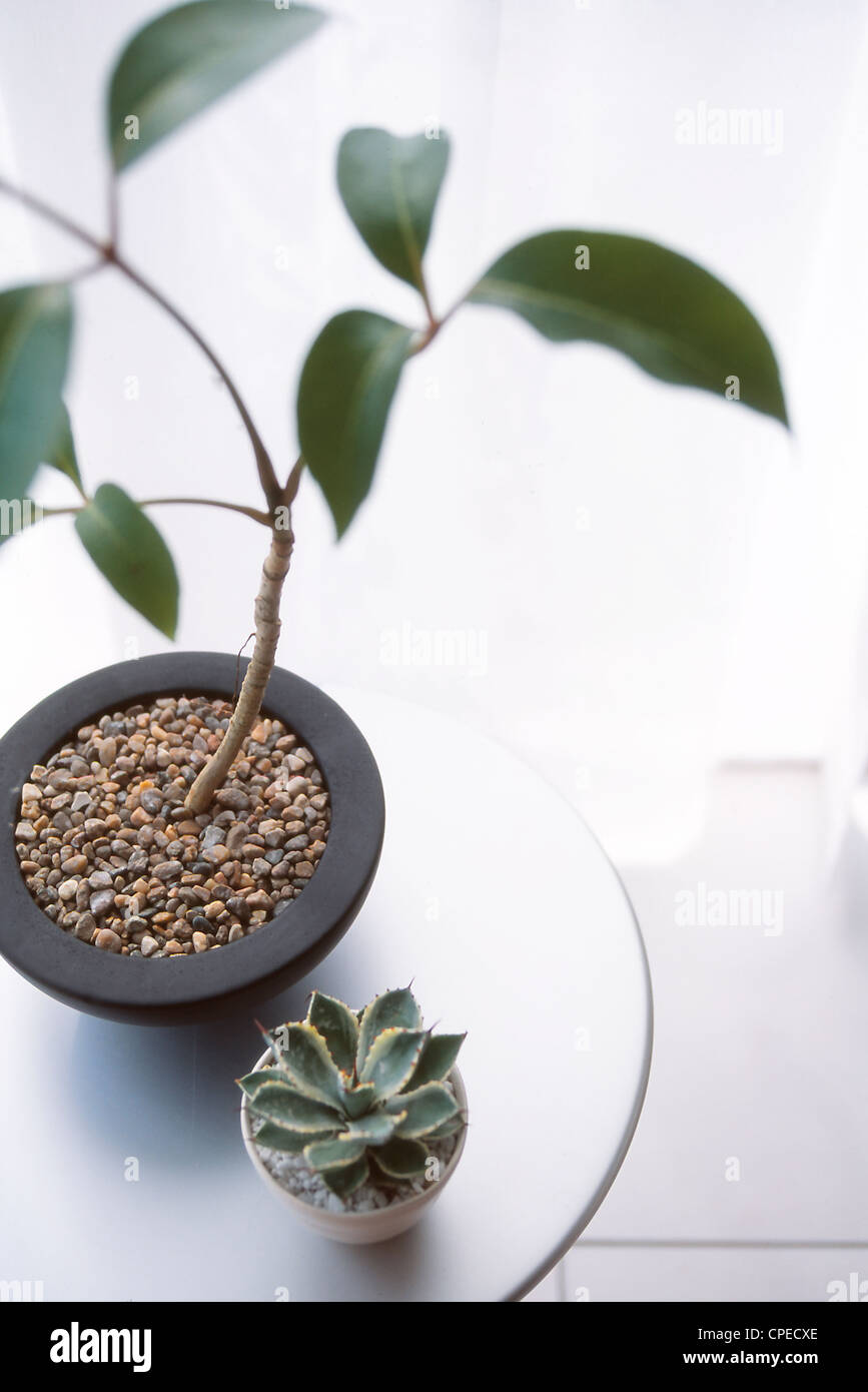 Plant Pot Covered With Pebbles Stock Photo - Alamy