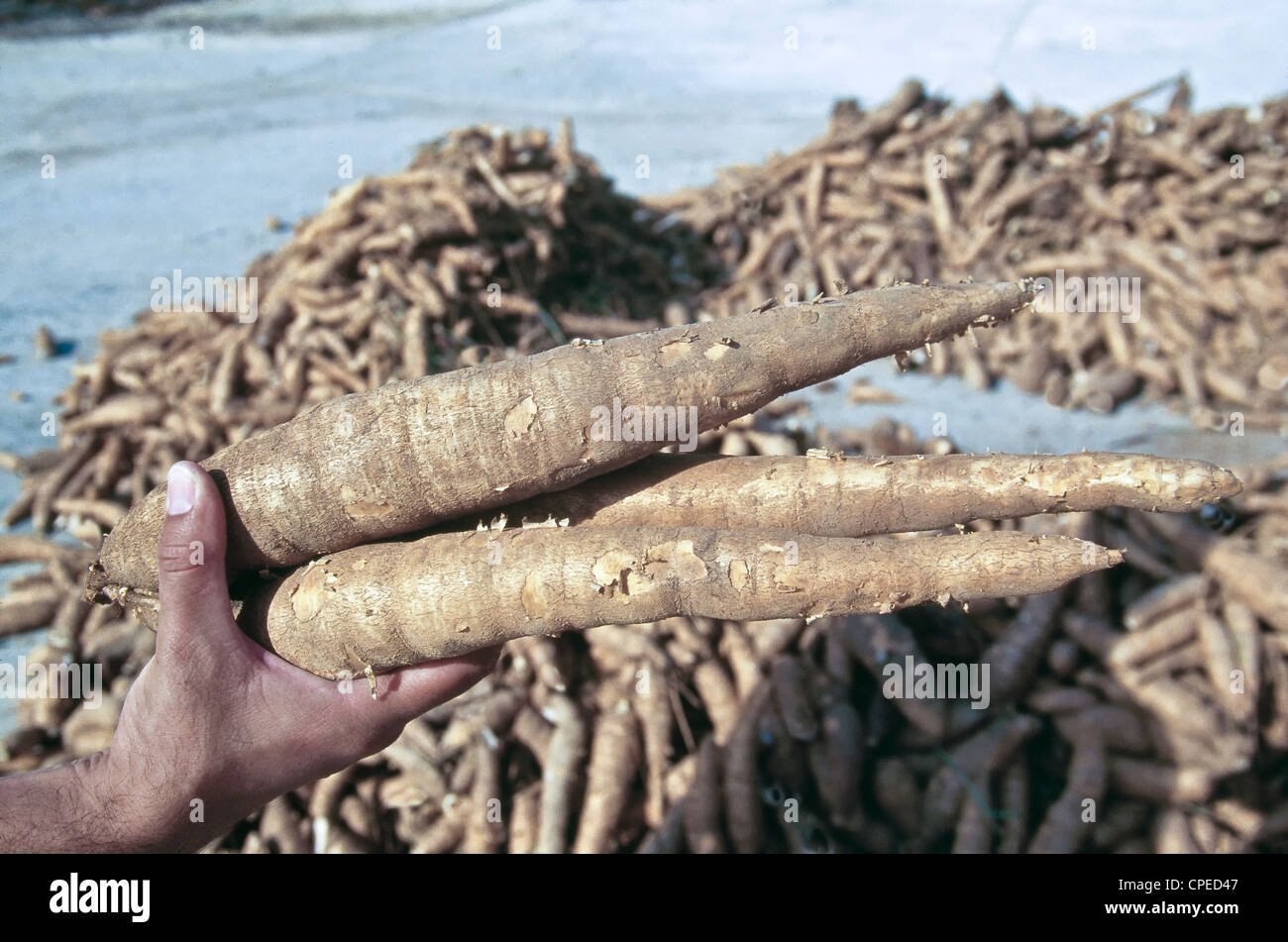 Edible roots hi-res stock photography and images - Alamy