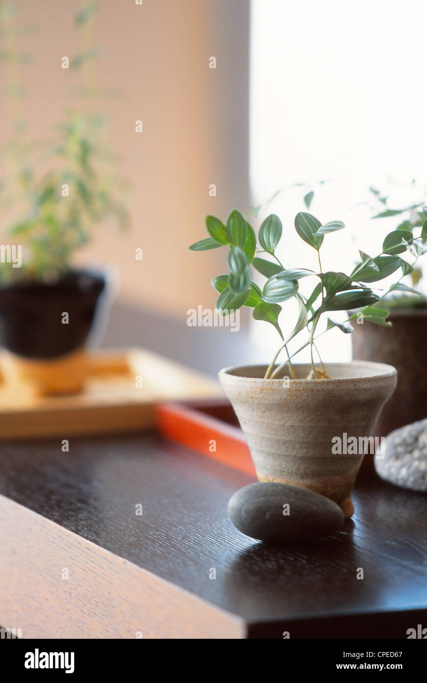 Plant Pot And Pebble On Table Stock Photo - Alamy
