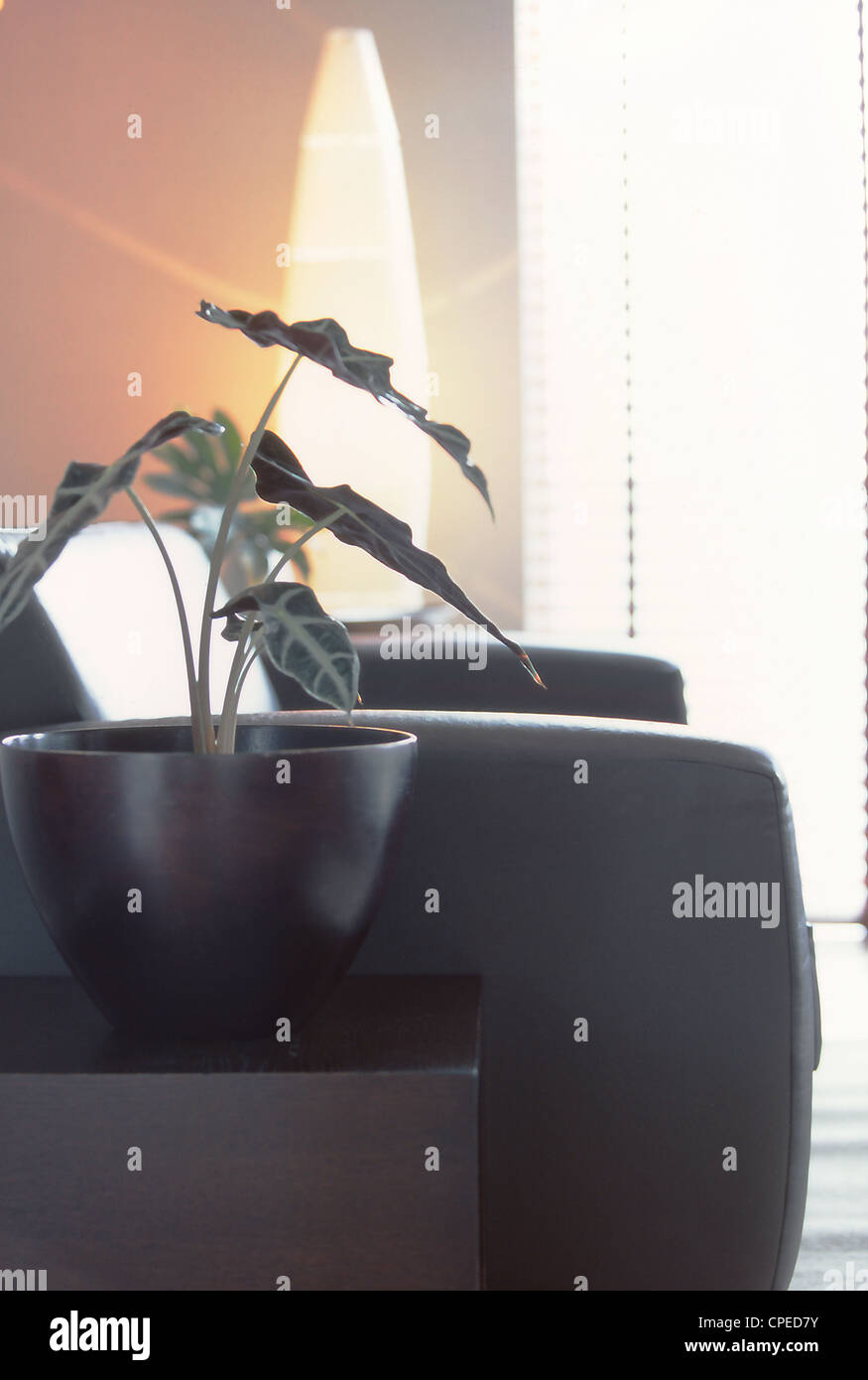 Plant side view hi-res stock photography and images - Alamy