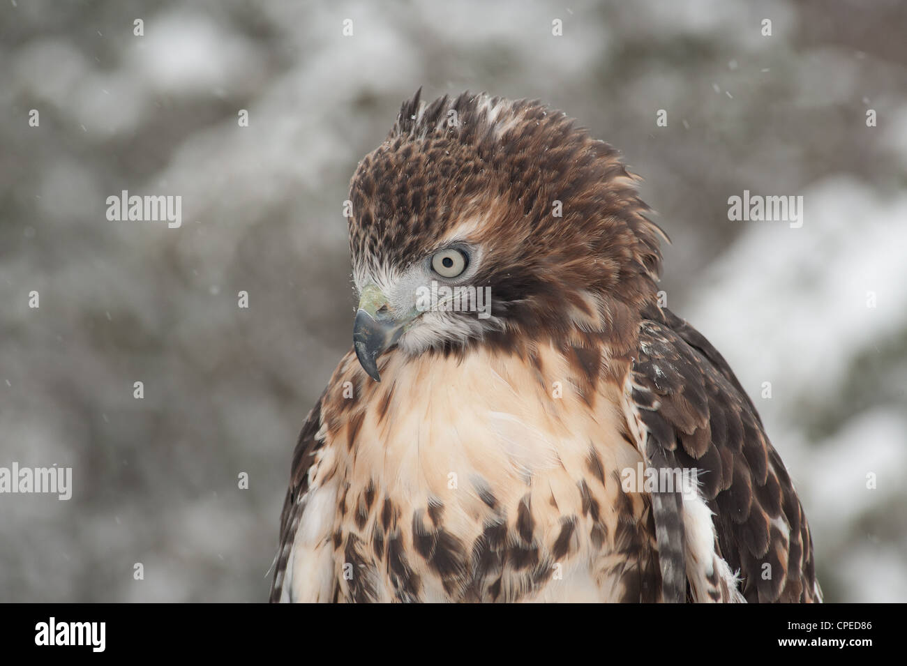Avian looking down hi-res stock photography and images - Alamy