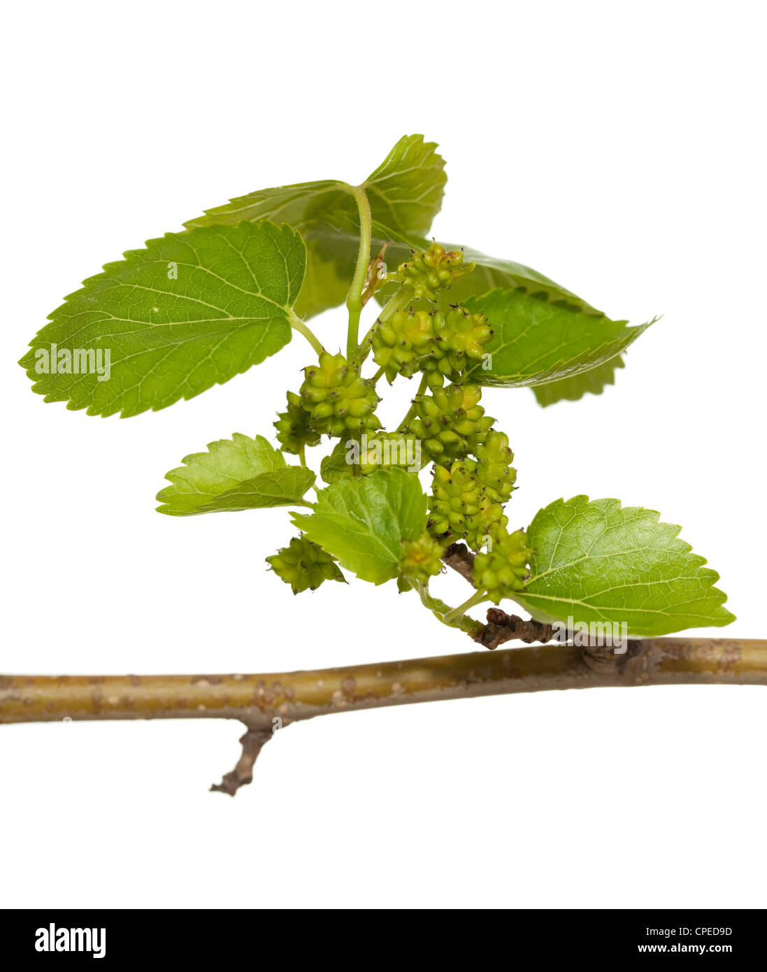 Branch of the mulberry tree with unripe fruits Stock Photo - Alamy