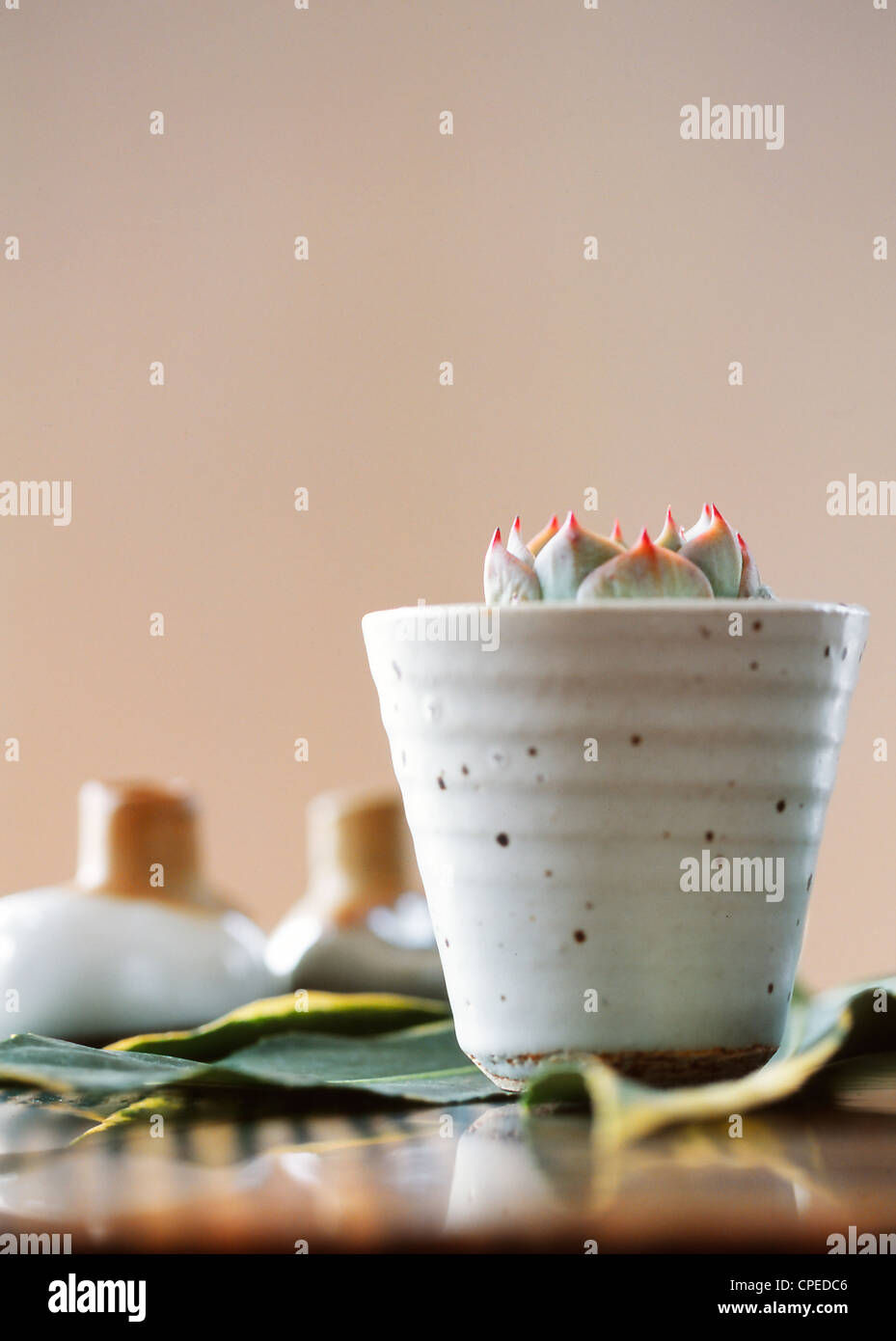 Large leaf house plant hi-res stock photography and images - Alamy