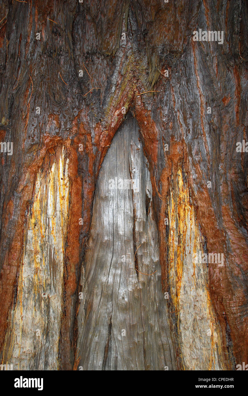 Tree trunk shapes hi-res stock photography and images - Alamy