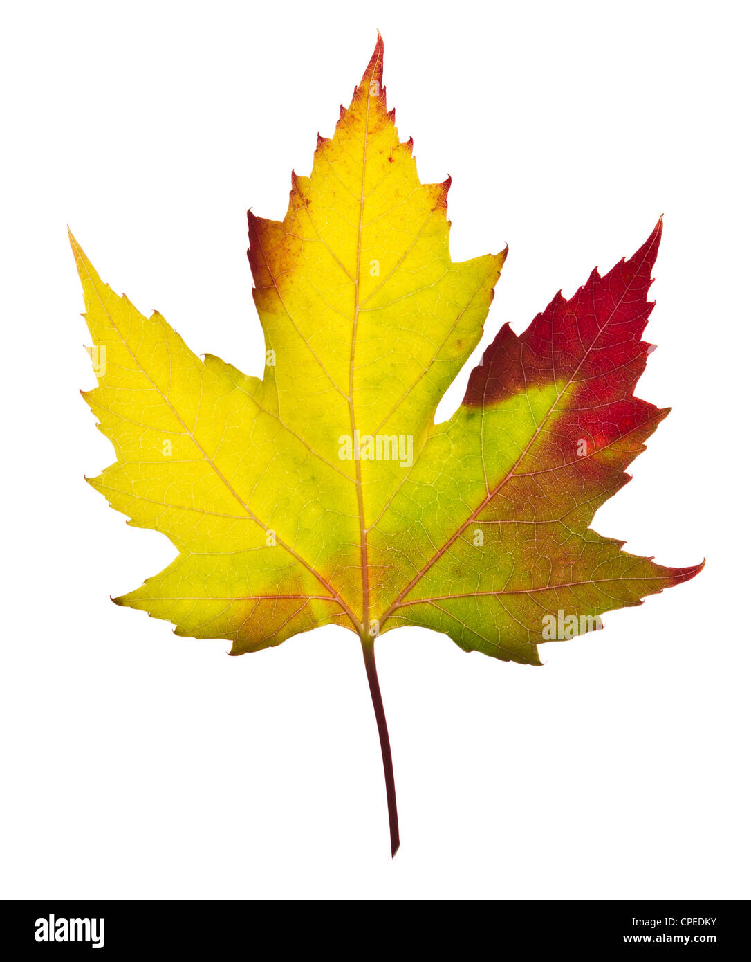 Maple Leaf White Background
