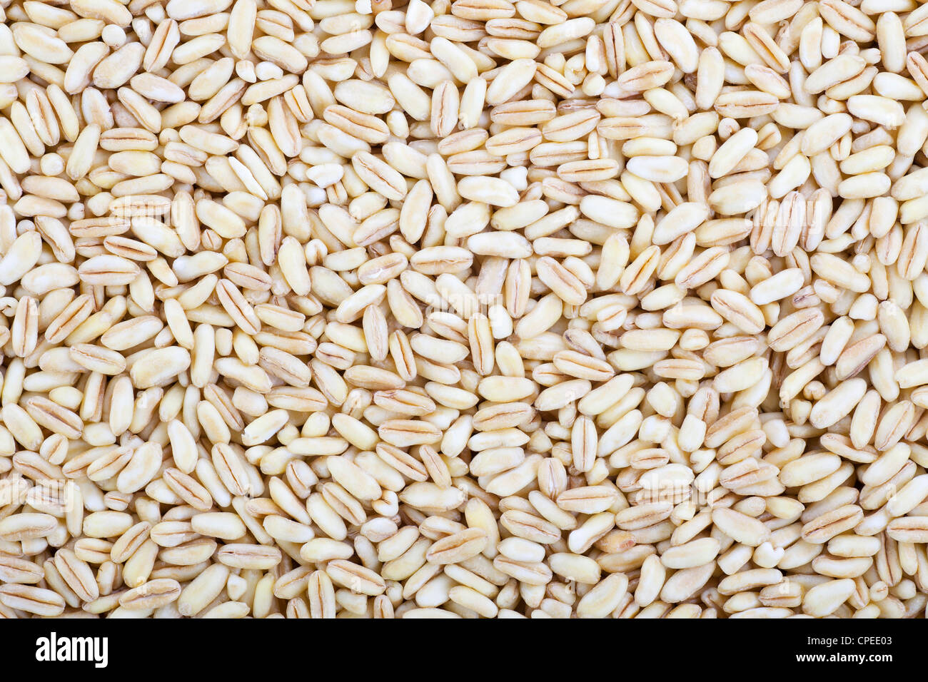 Khorasan wheat hi-res stock photography and images - Alamy
