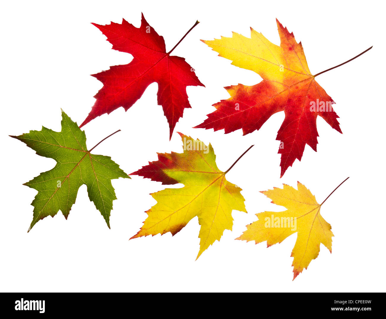Season maple leafs in all colors on white background Stock Photo - Alamy