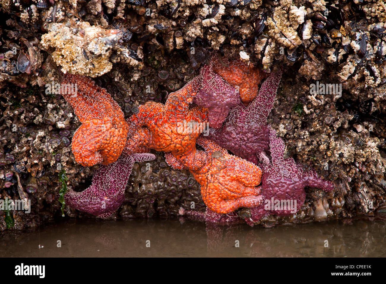 Starfish at Cannon Beach. Oregon Stock Photo - Alamy
