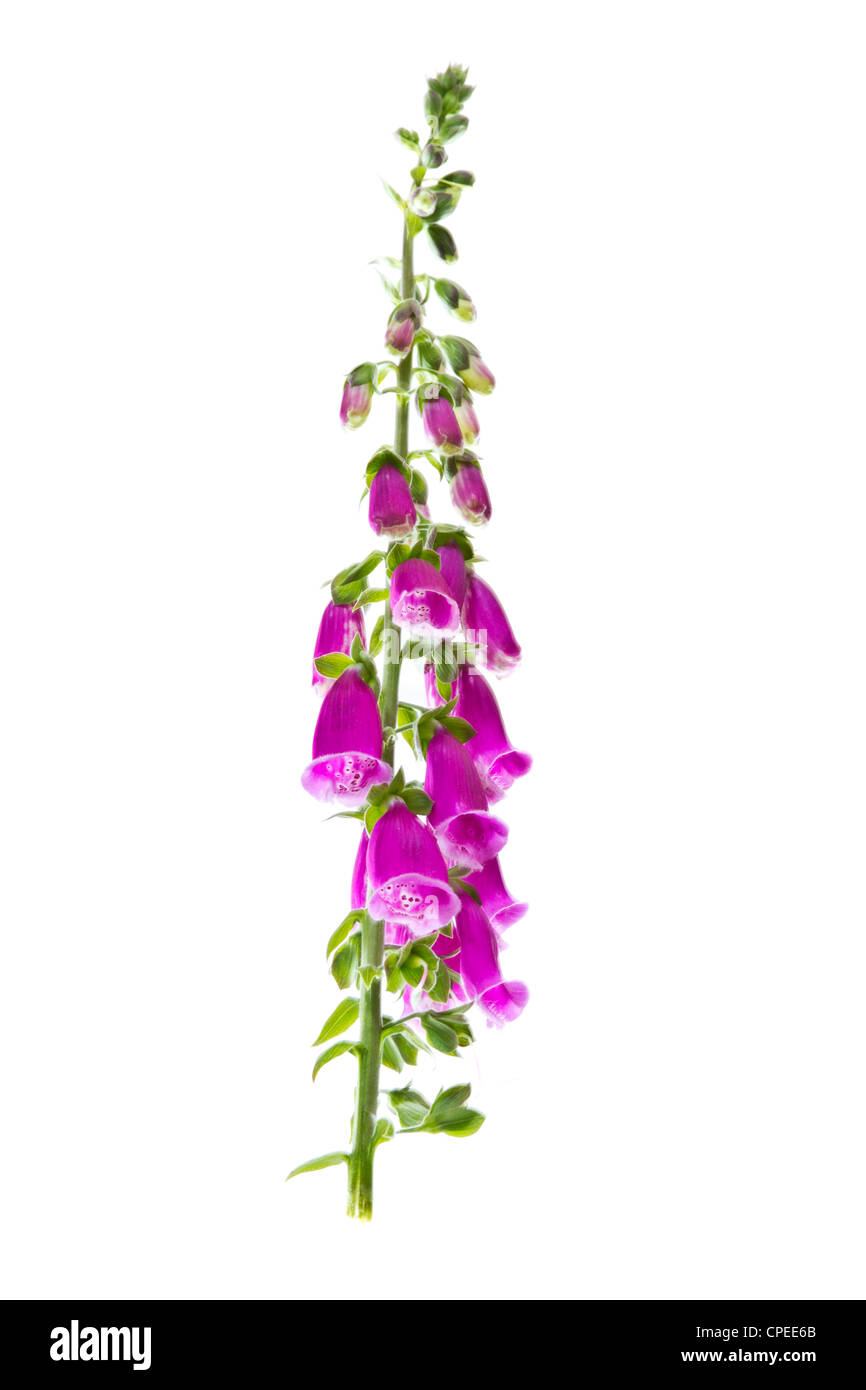 Wild garden summer Cut Out Stock Images & Pictures - Alamy