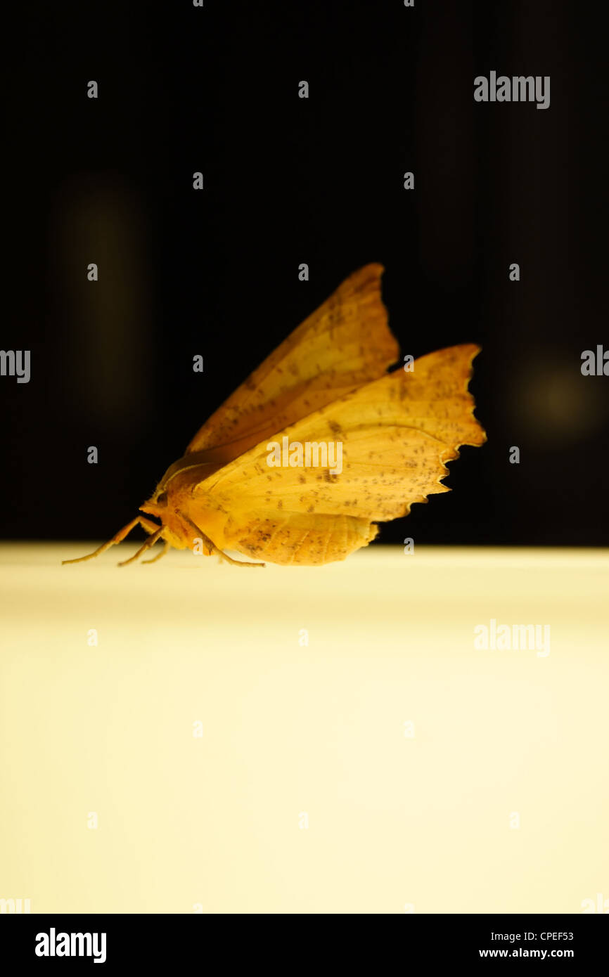 Moth sitting on the lamp night picture Stock Photo - Alamy