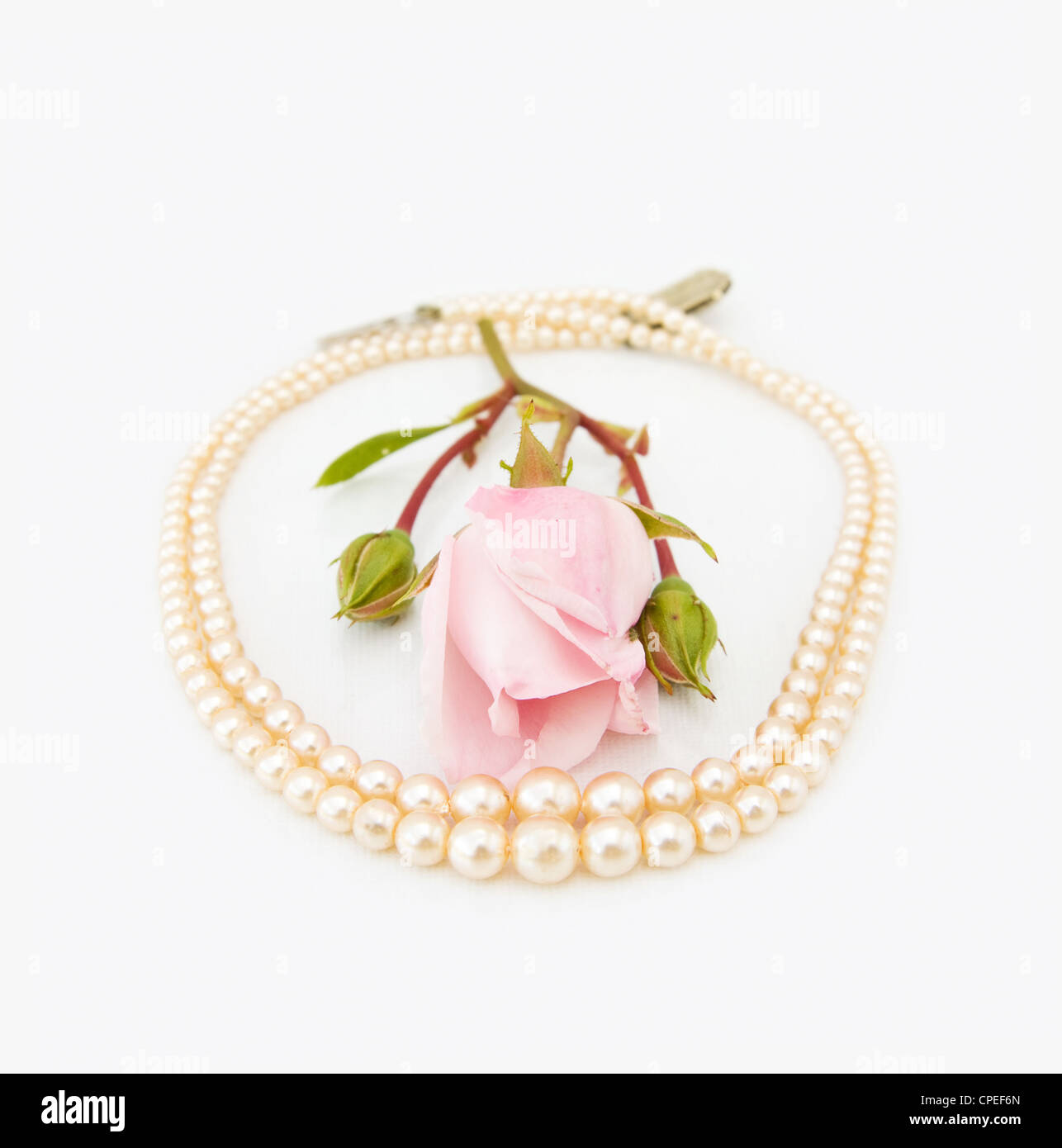 Vintage string of pearls with pink rose. Isolated over light background ...