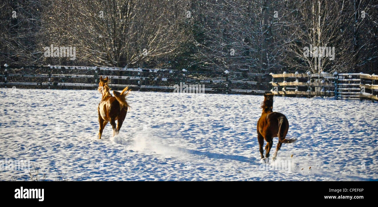 Two horses gallop across hi-res stock photography and images - Alamy