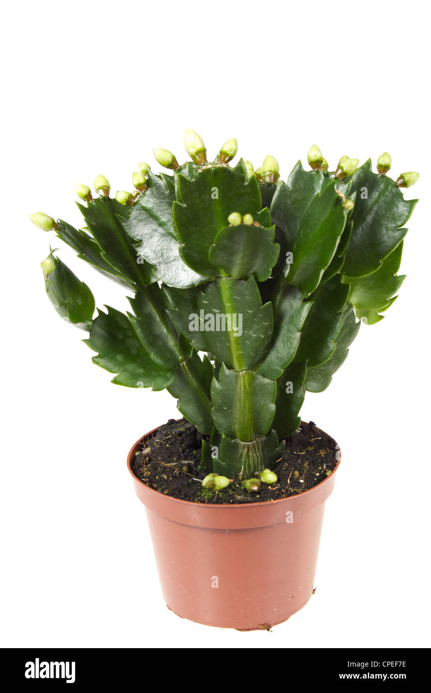 Zygocactus hi-res stock photography and images - Alamy