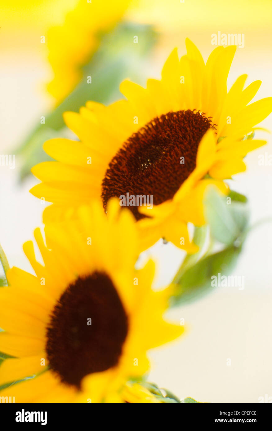 Close-Up View of Sunflowers Stock Photo - Alamy