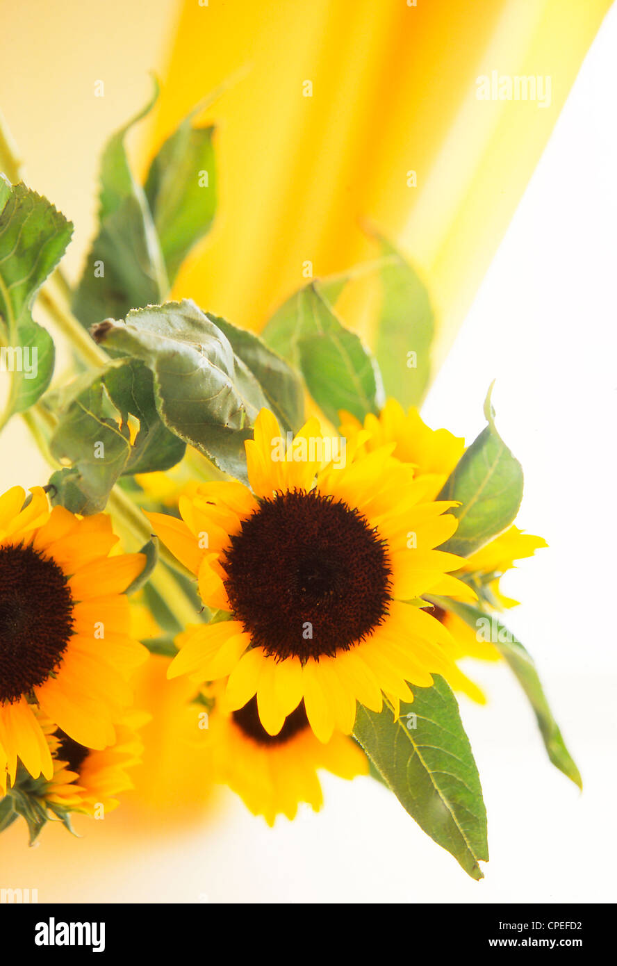 Close-Up View of Sunflowers Stock Photo - Alamy