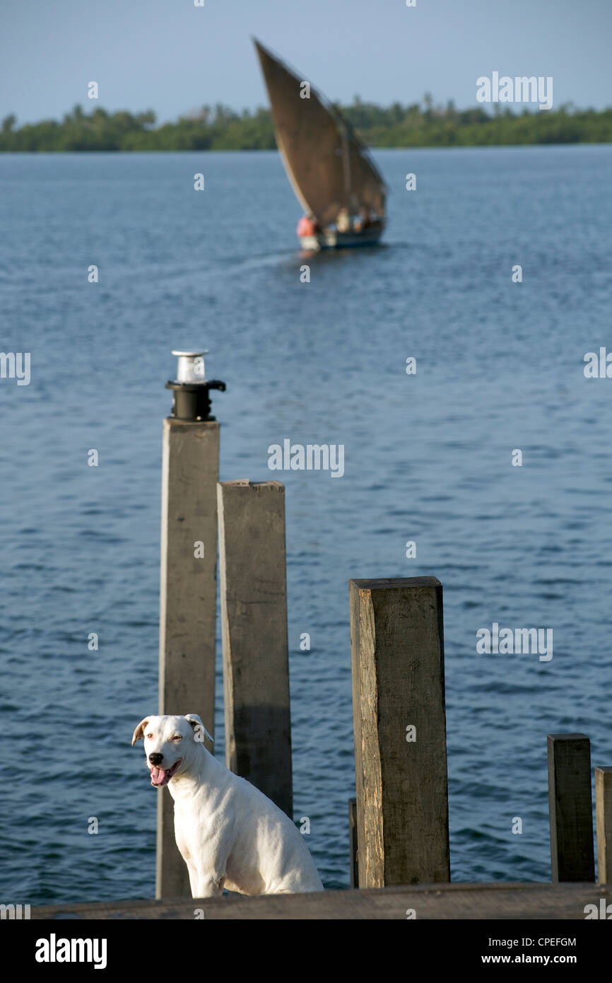 Dhow sailing in the Quirimbas archipelago off the coast of northern ...