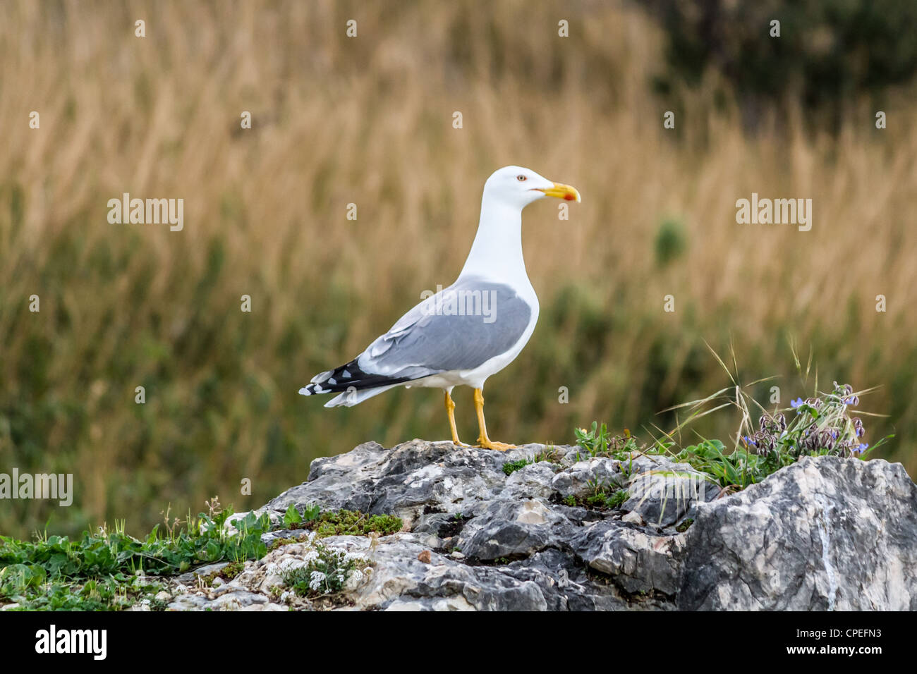 White Gull on the rock Stock Photo - Alamy