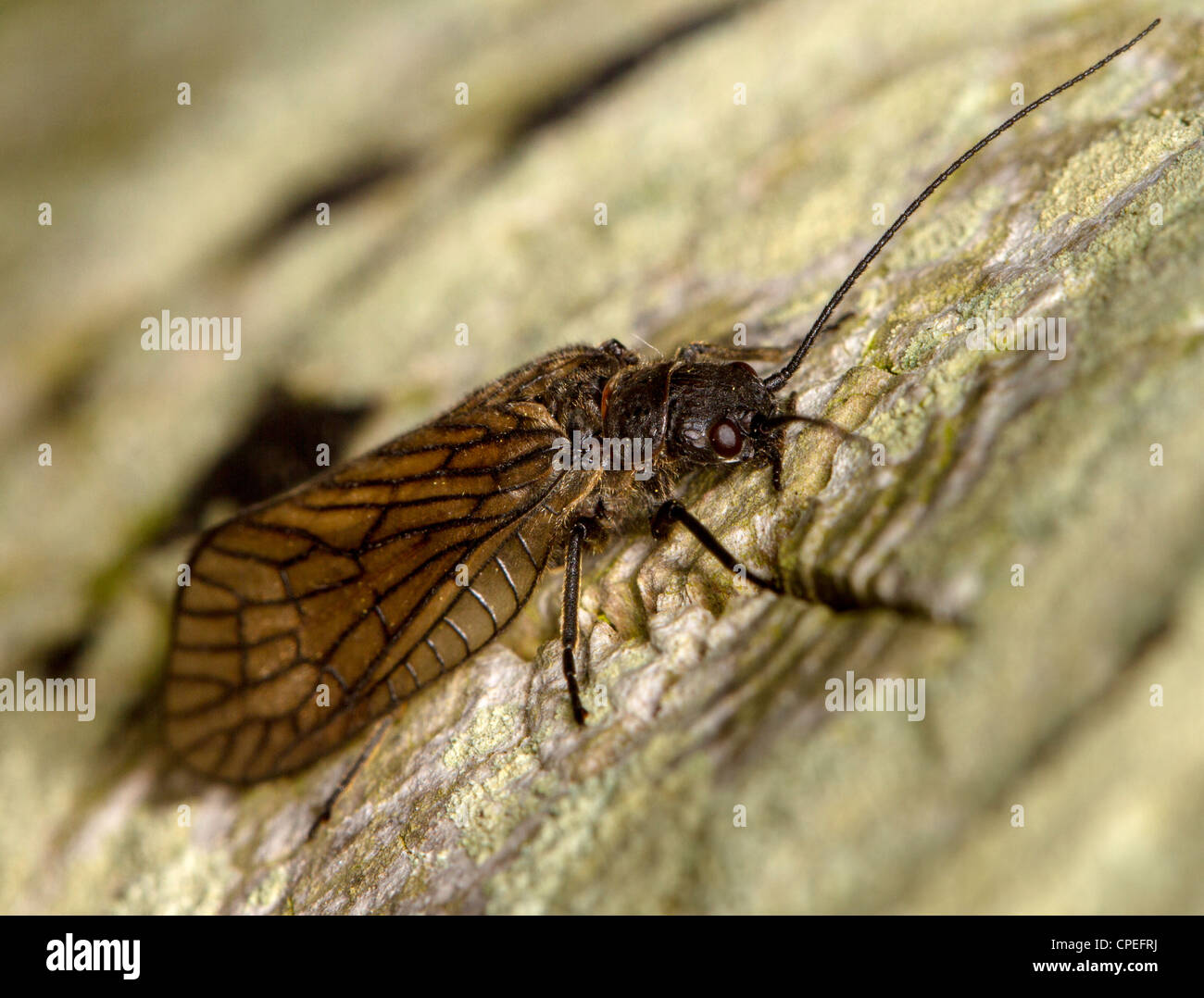 Alder fly (Sialis species, probably lutaria Stock Photo - Alamy
