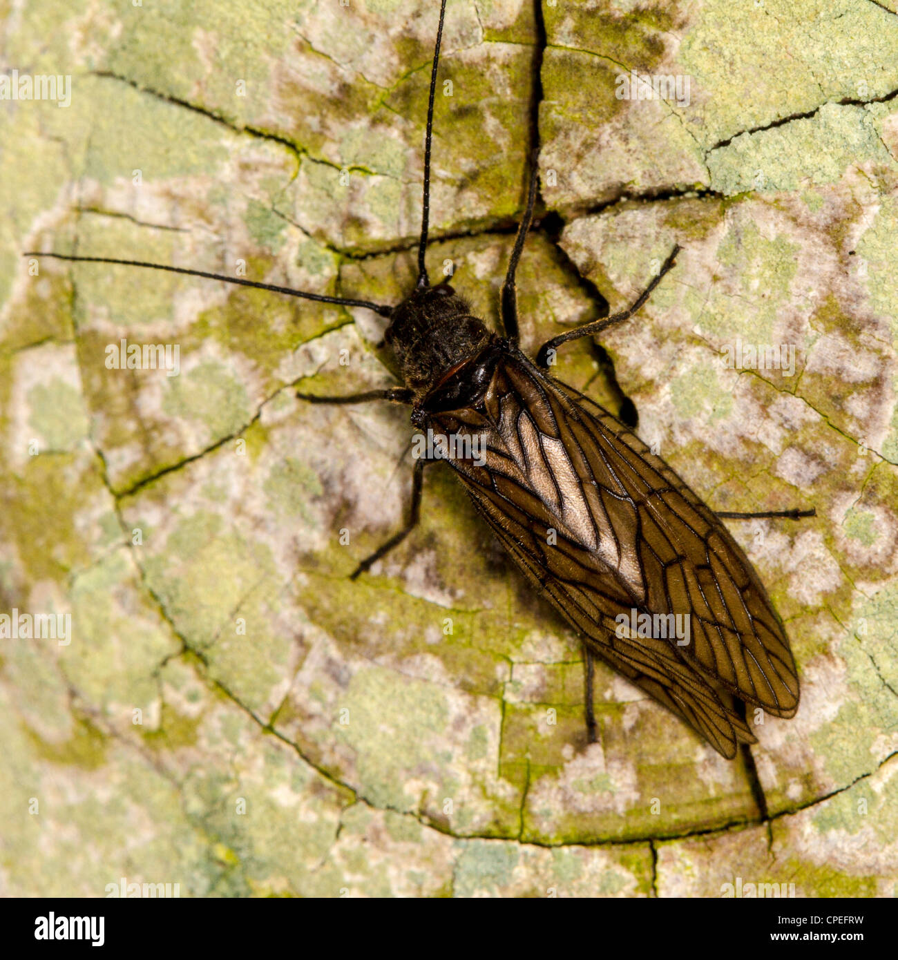 Megaloptera Stock Photos & Megaloptera Stock Images - Alamy