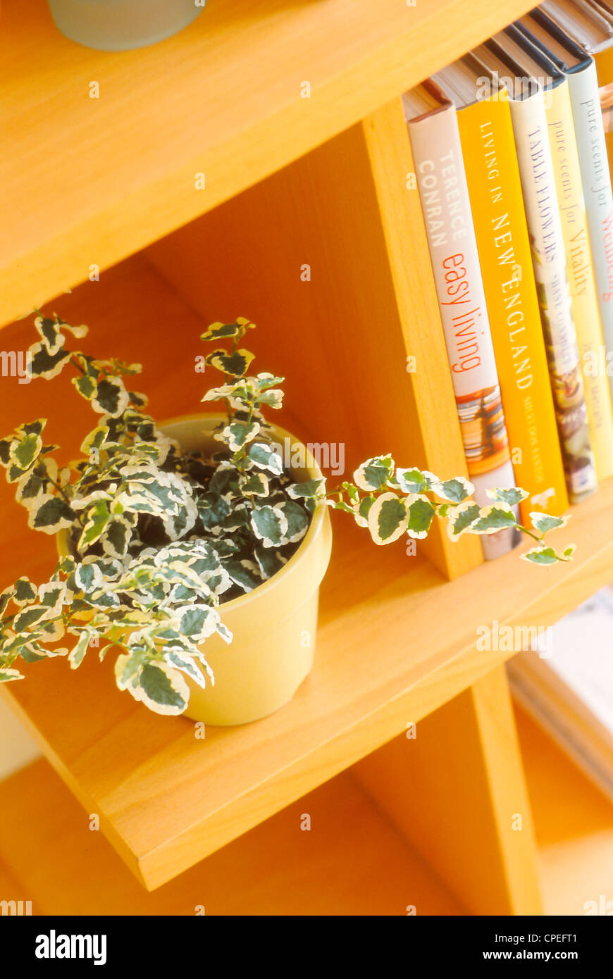 Potted Plant And Books In Rack Stock Photo - Alamy