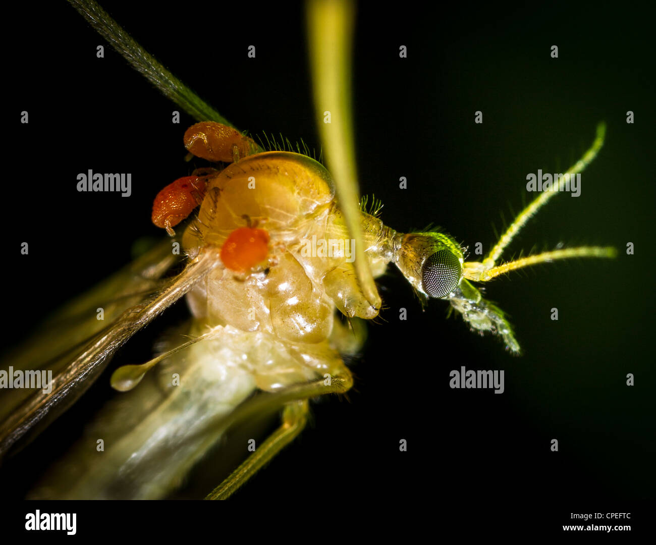 Phoretic Mites High Resolution Stock Photography and Images - Alamy