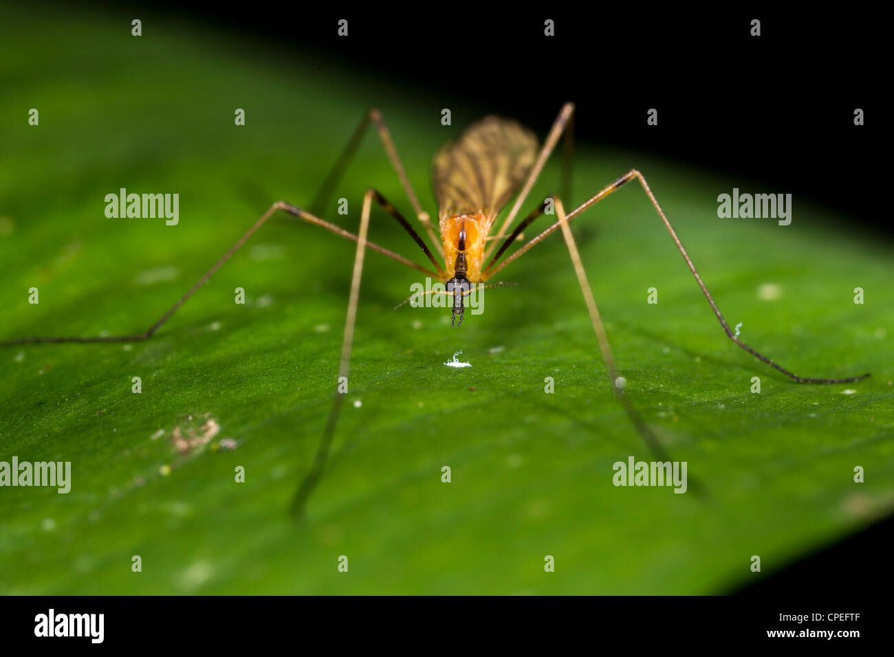 "Folded-wing cranefly (Limonia species Stock Photo - Alamy