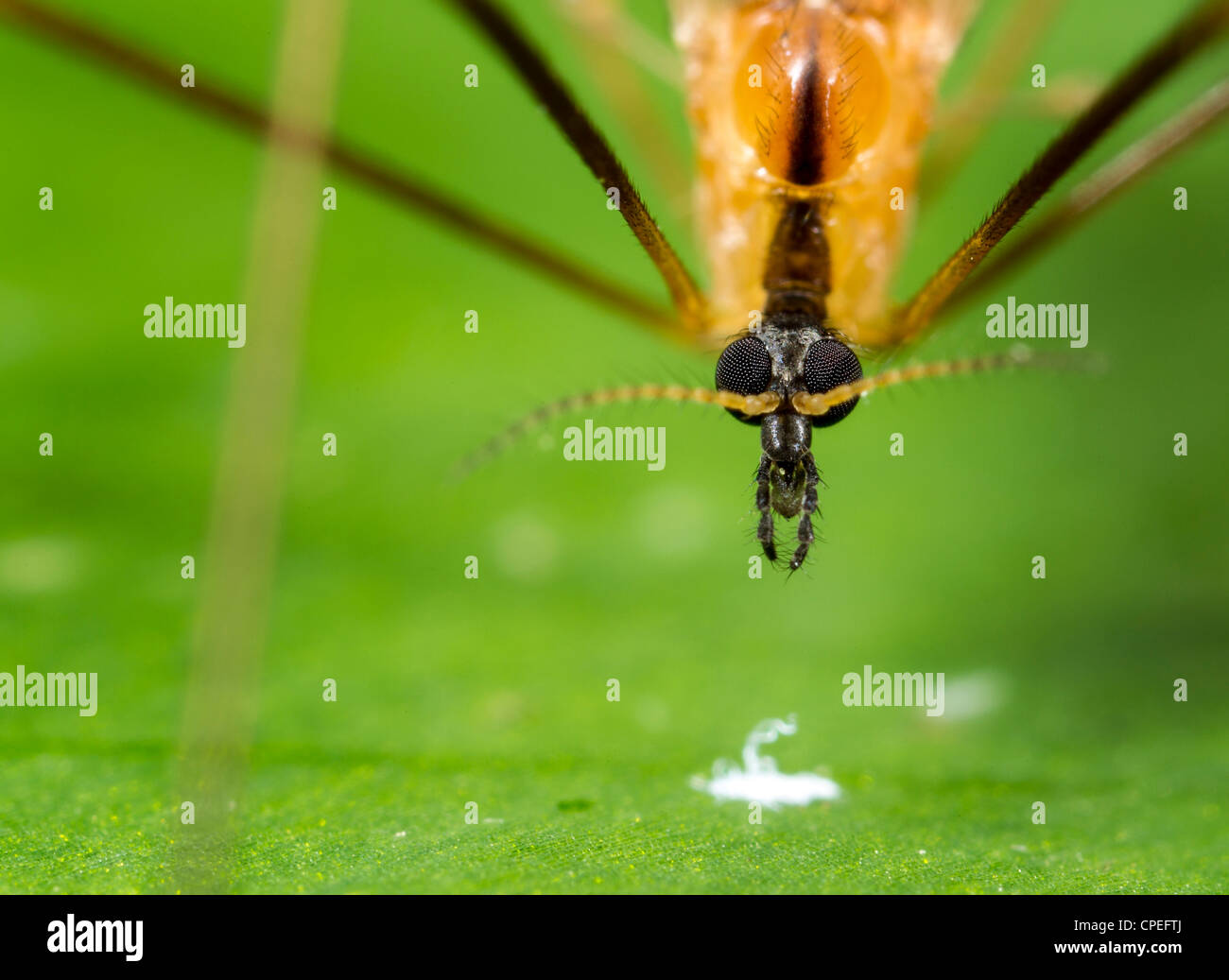 "Folded-wing cranefly (Limonia species Stock Photo - Alamy