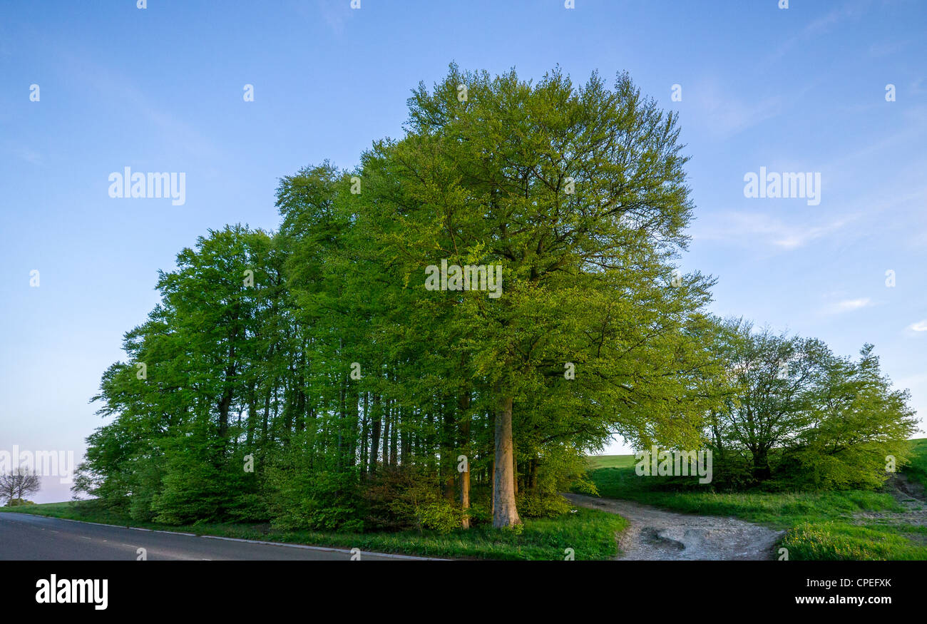 A stand of beech trees lit by the setting sun, just coming into leaf in ...