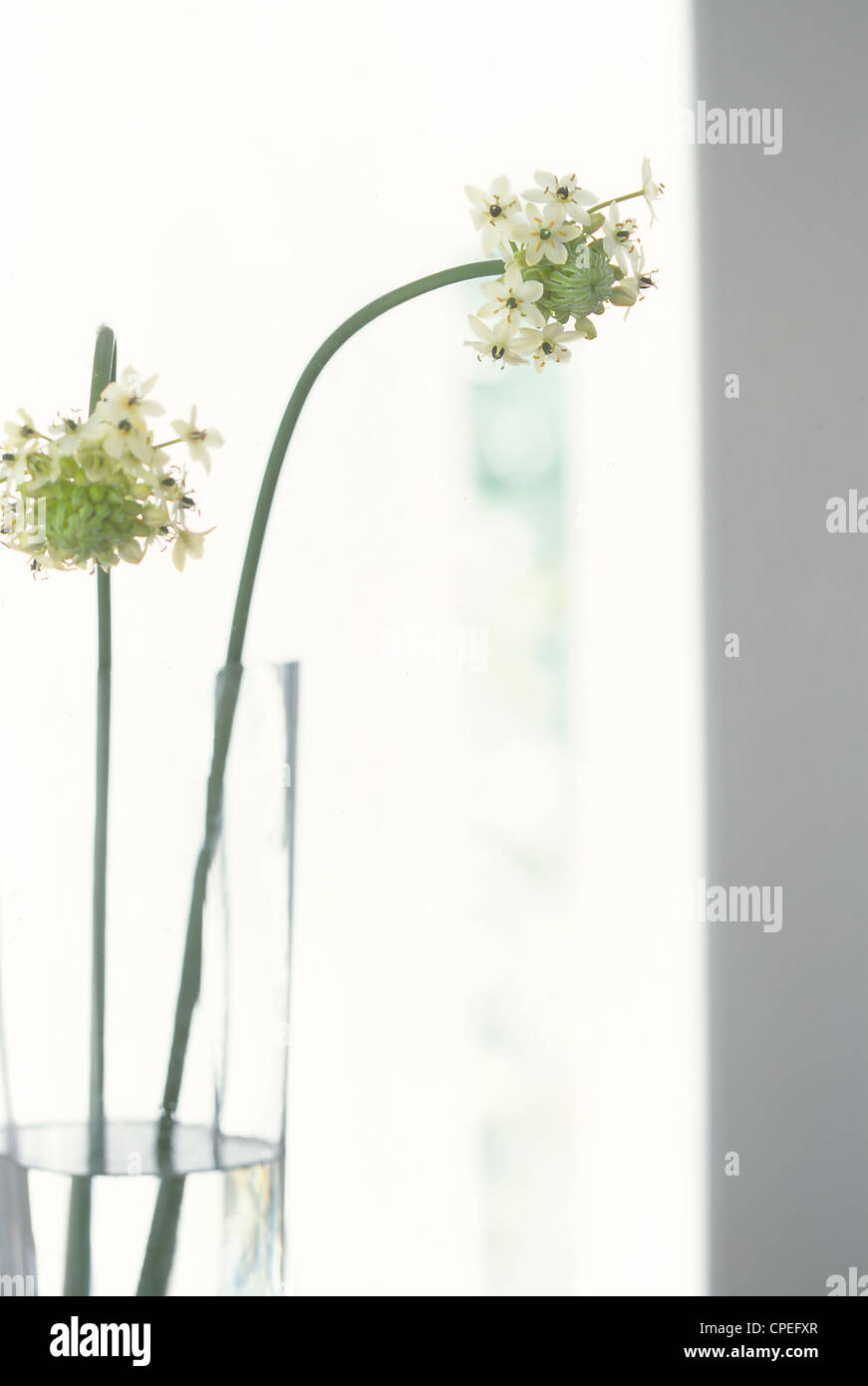 Flower vase hi-res stock photography and images - Alamy