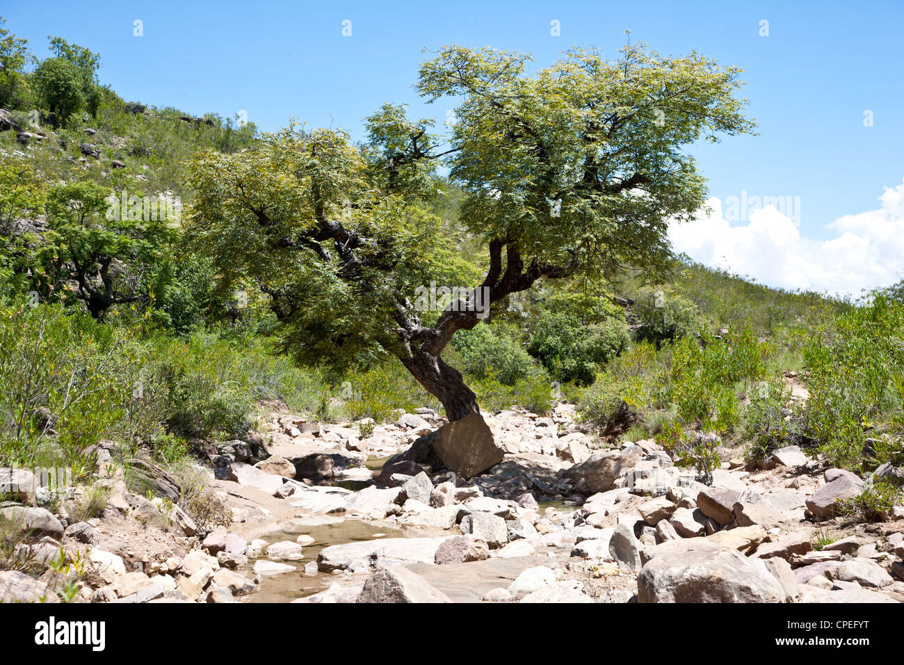 A tree grows in the middle of a dry riverbed in the Toro Toro National ...