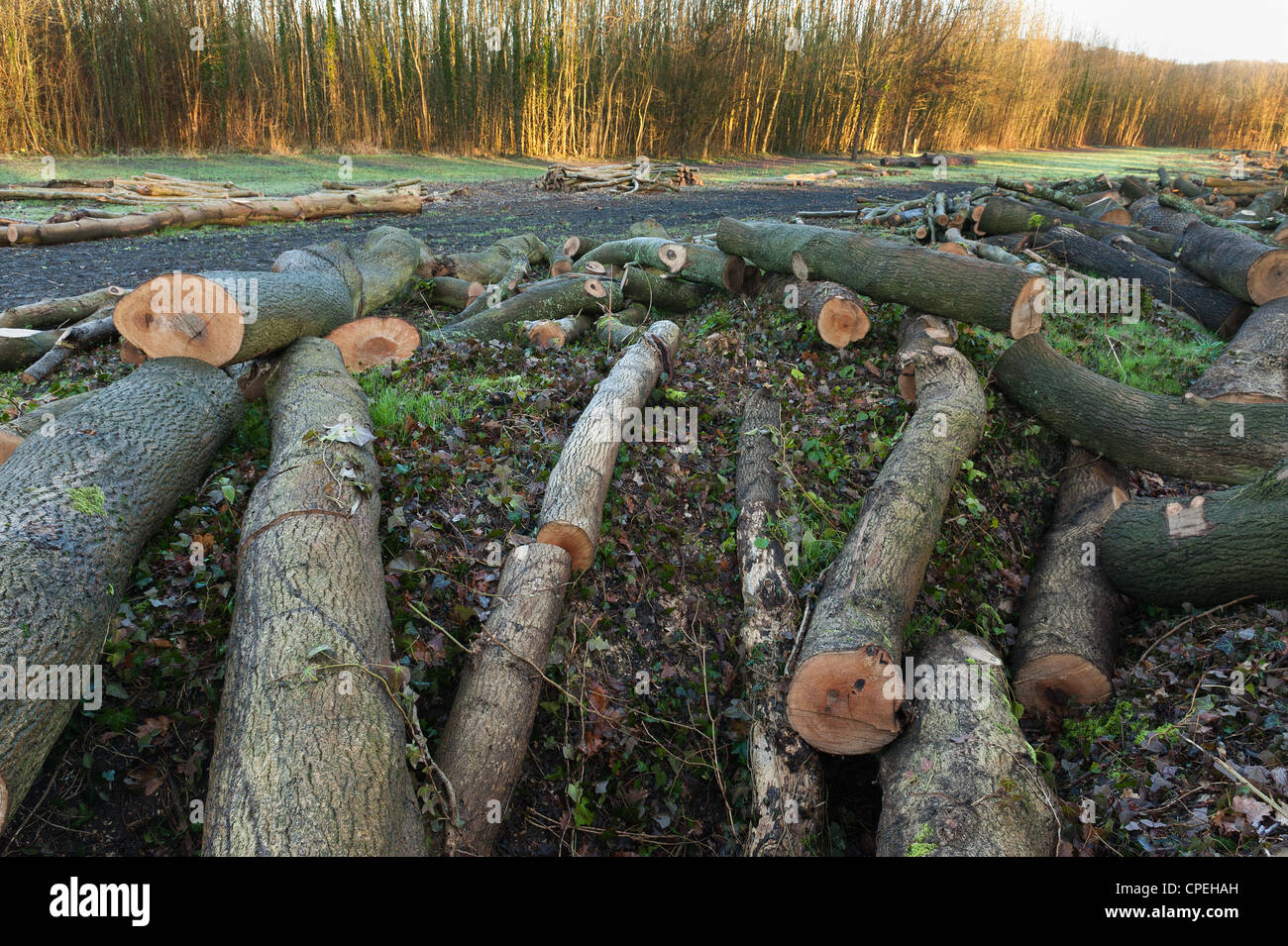 Ash dieback felling hi-res stock photography and images - Alamy