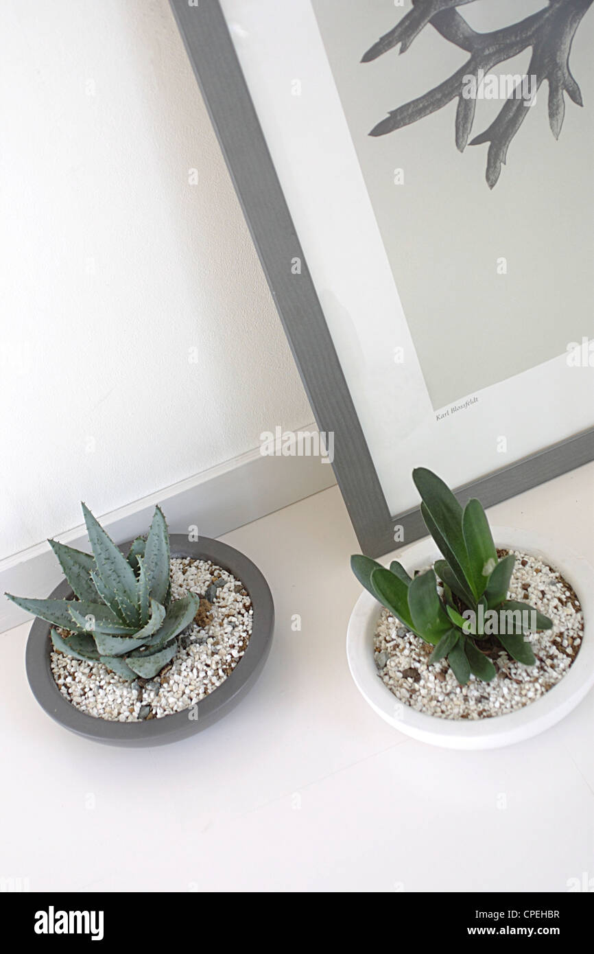 House plant from above hi-res stock photography and images - Alamy