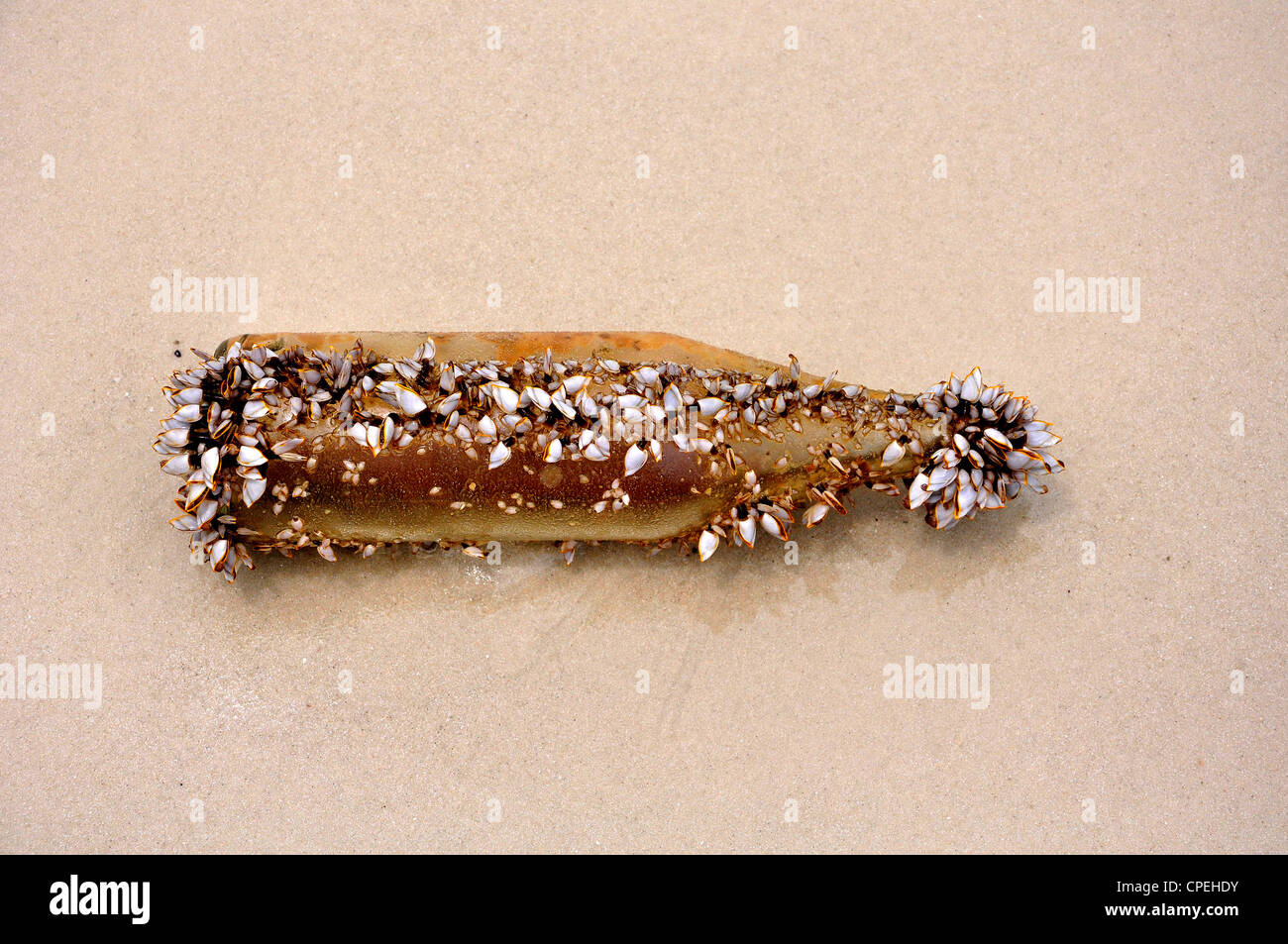 Covered shells hi-res stock photography and images - Alamy