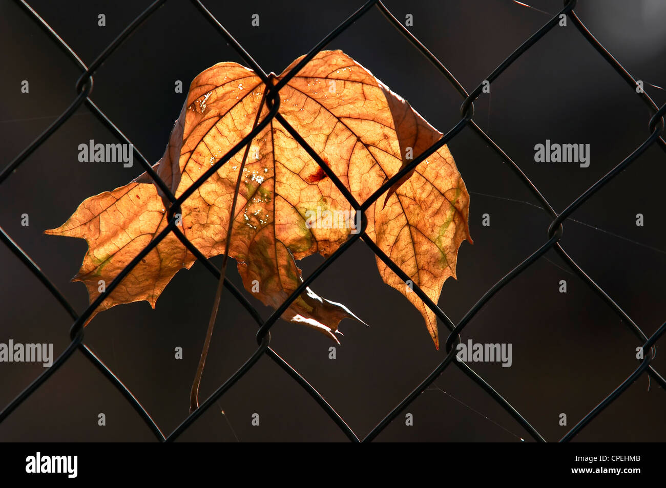 Autumn maple leaf in wire fence Stock Photo - Alamy