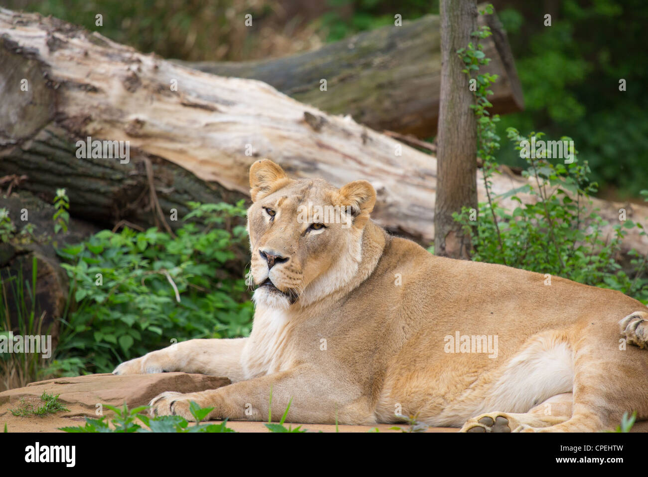 Watching lion king hi-res stock photography and images - Alamy