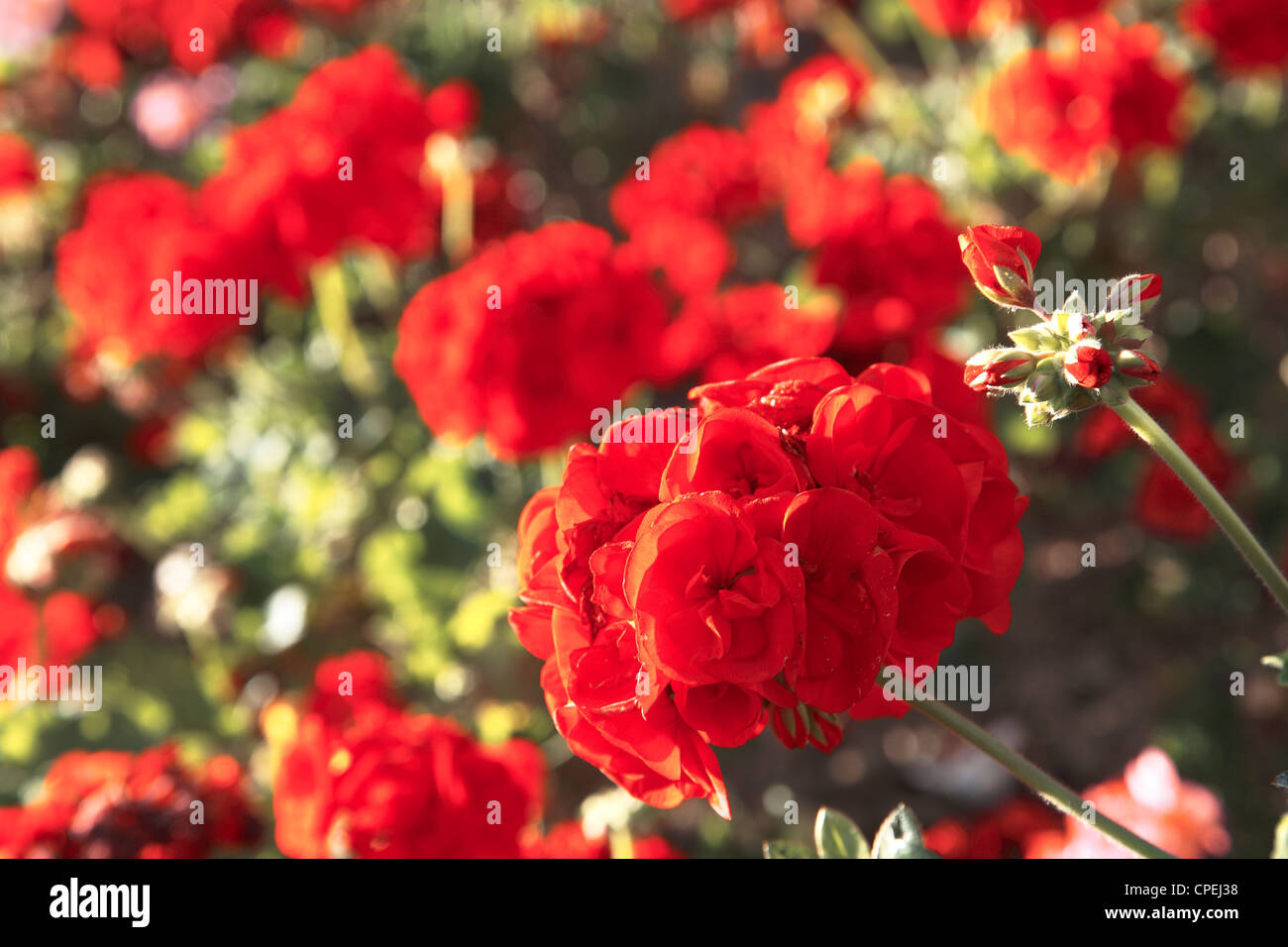 Flowers garden gardens hi-res stock photography and images - Alamy