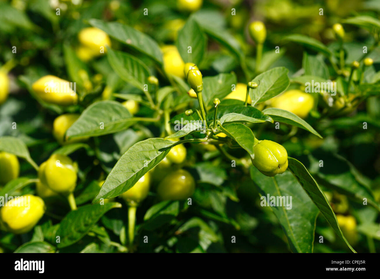 Maturing fruits hi-res stock photography and images - Alamy
