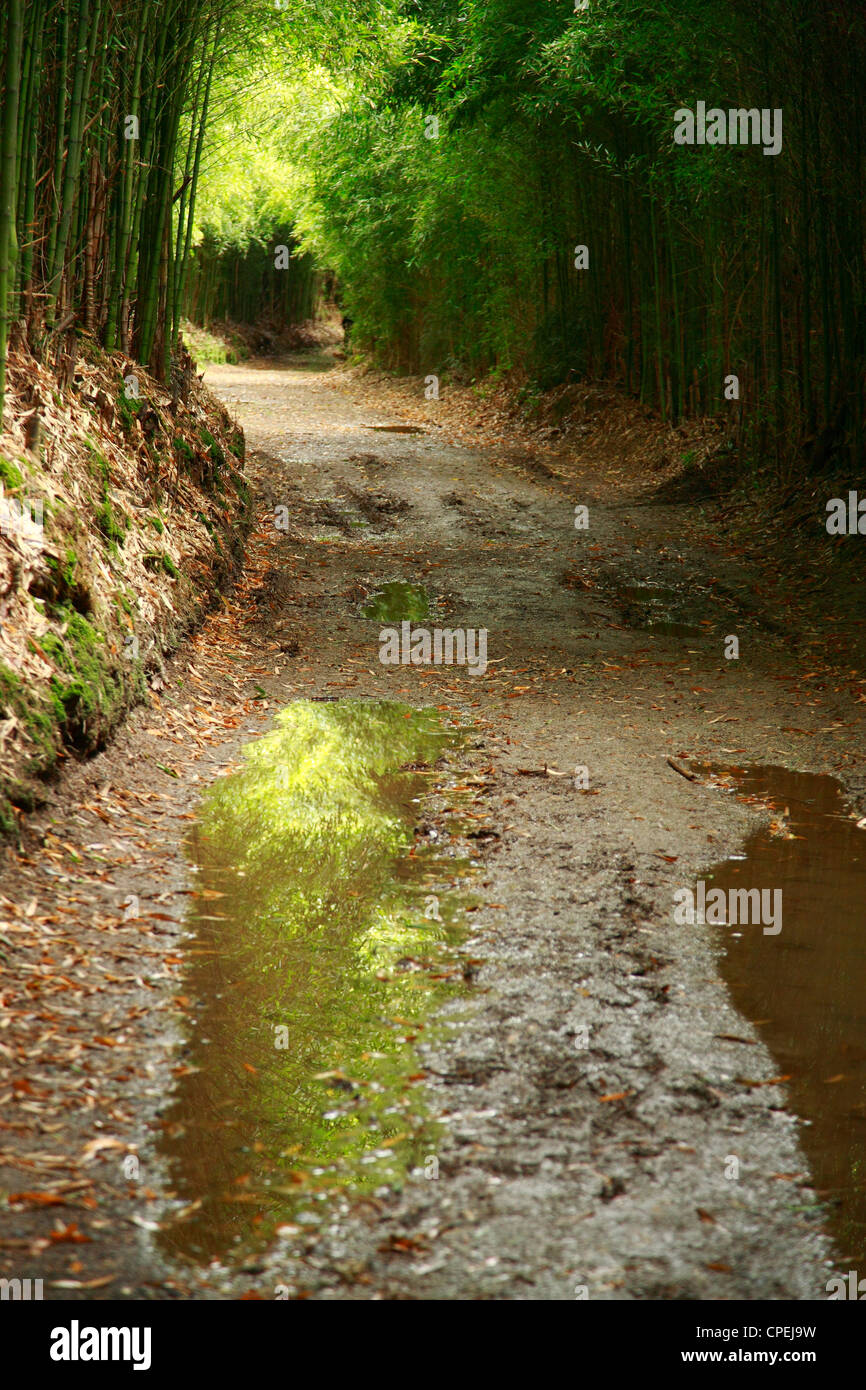 Puddles of water and mud in walking path surrounded by bamboo. Furnas ...