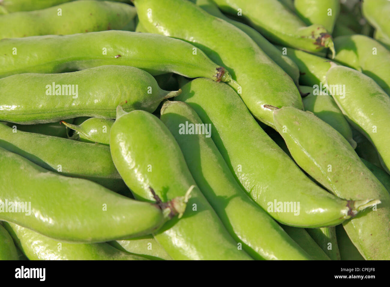 Closeup of harvested fava bean pods Stock Photo - Alamy