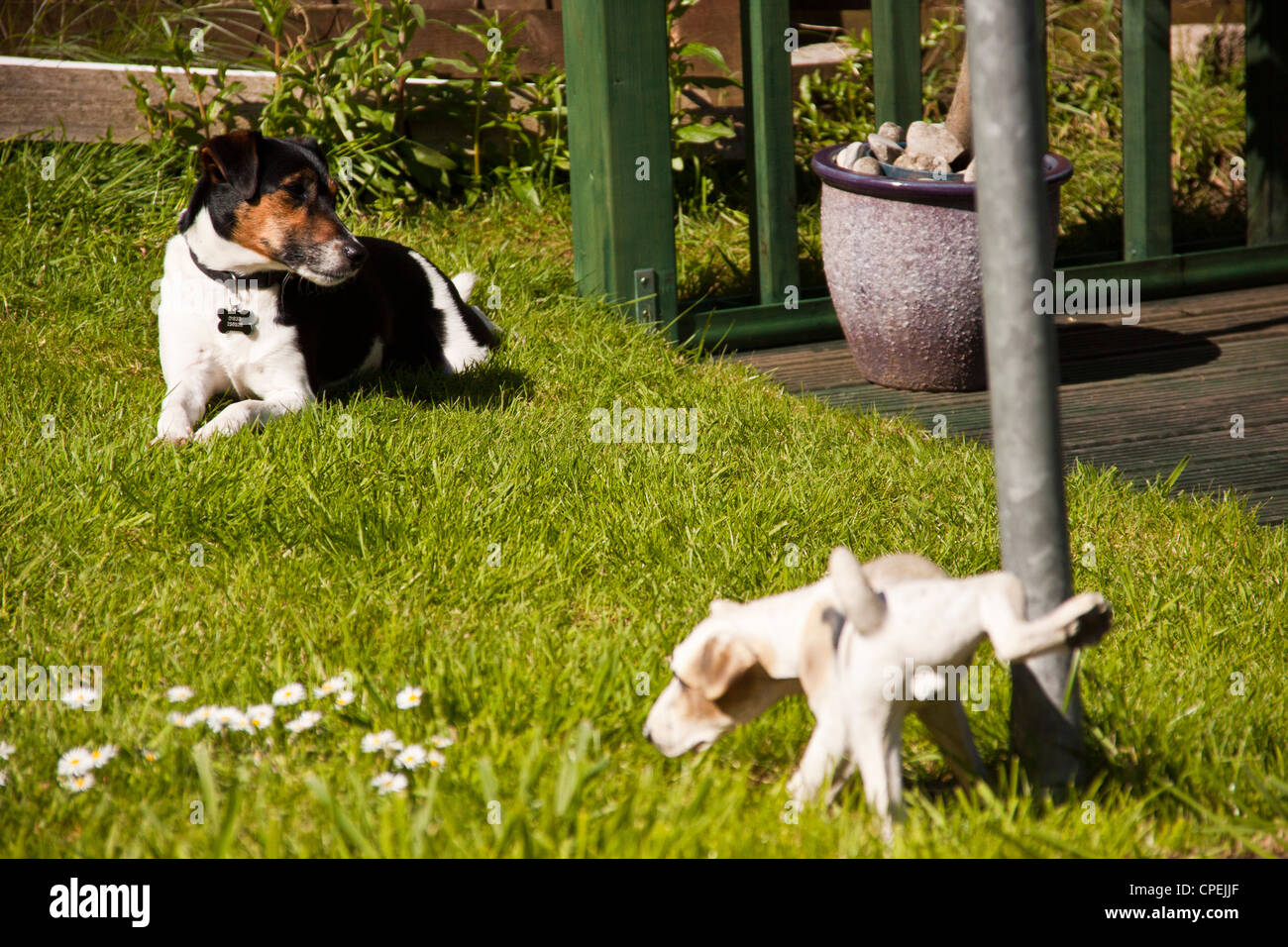 Portrait of tri colored Parsons jack russell terrier sun bathing in his ...