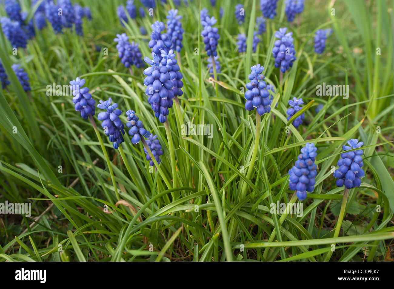 Small grape hyacinth flowering in Spring common grape hyacinth Muscari ...