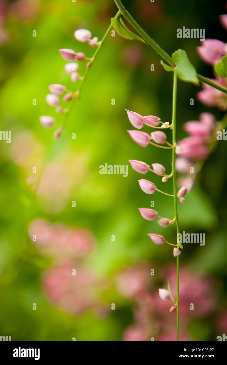 Tear drop shaped flowers hi-res stock photography and images - Alamy