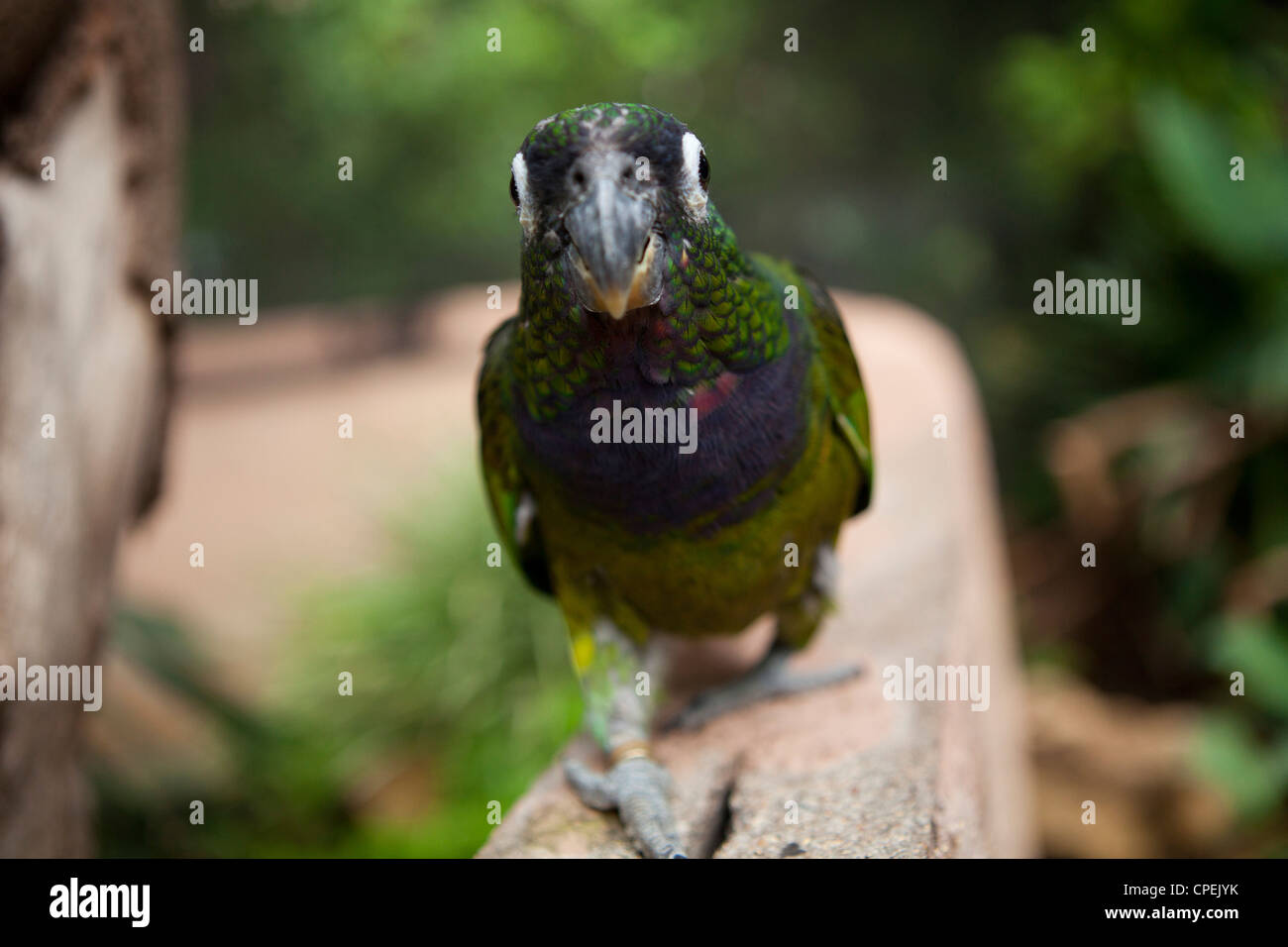 A green parrot walking along a wall at Butterfly World, klapmuts, South ...