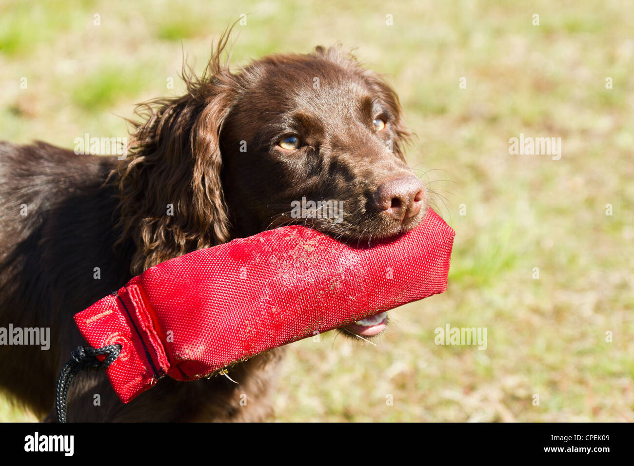 Working cocker dog hi-res stock photography and images - Alamy
