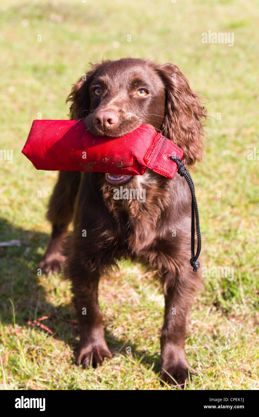 Working cocker spaniel puppy hi-res stock photography and images - Alamy