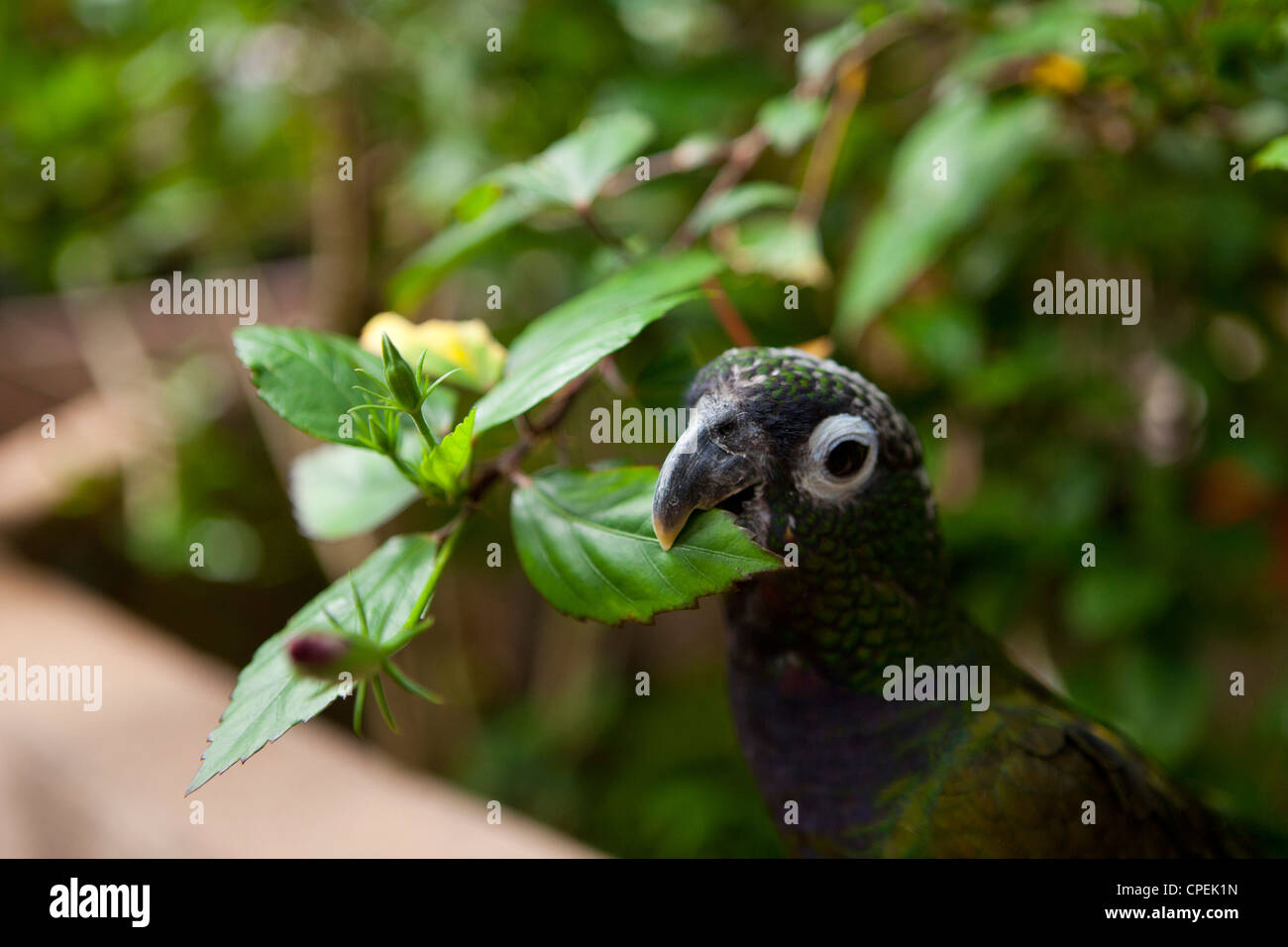 A green parrot eating plant matter at Butterfly World, klapmuts, South ...